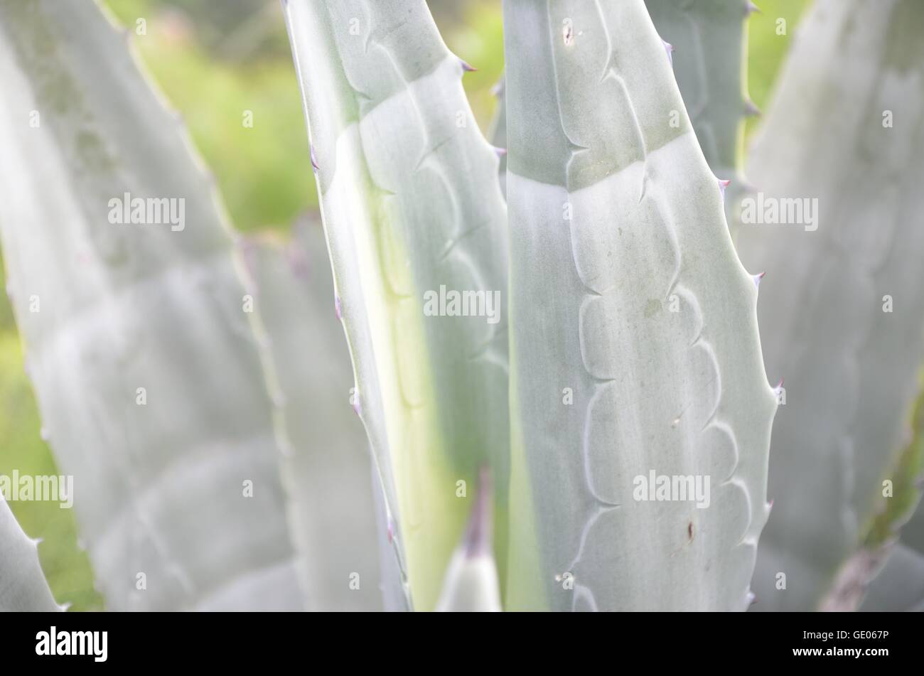 Agave macro closeup hi-res stock photography and images - Alamy