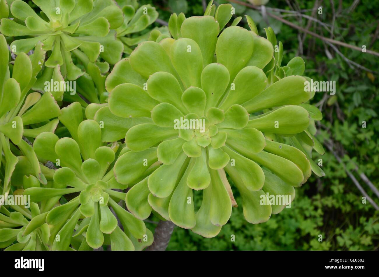 Rosette shaped, green, plant, wheel shaped, close up, flower, sunlight ...