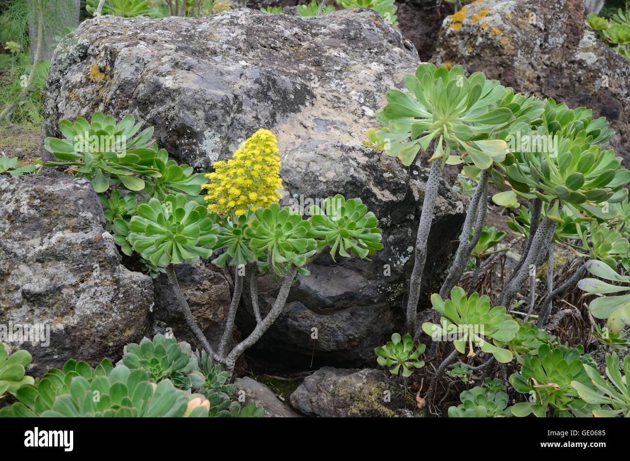 Yellow, flowers, green, rosette, shaped, plants, flower, sunlight, tree ...