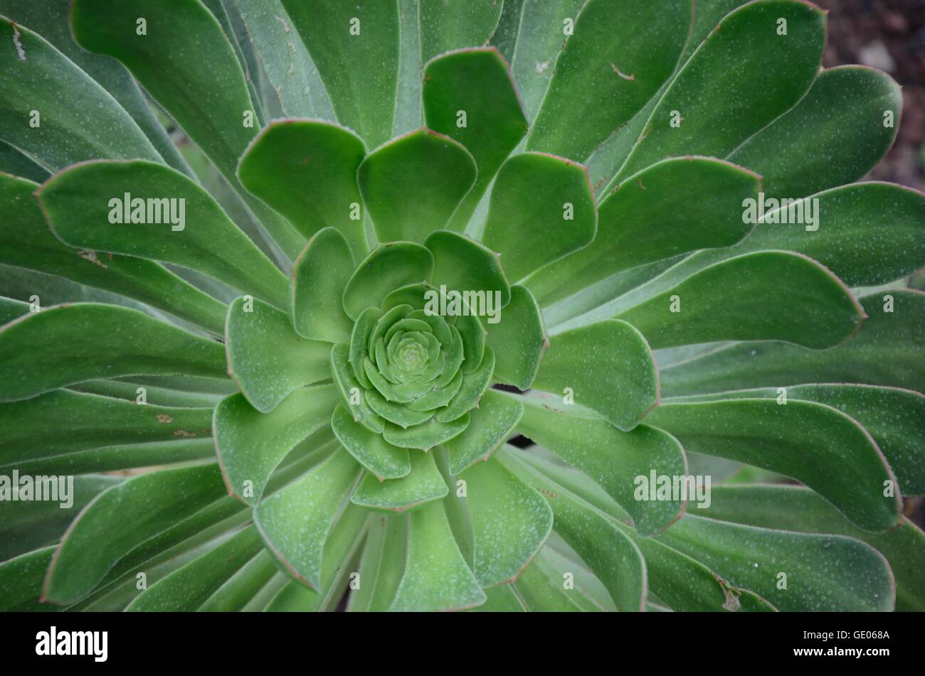 Rosette shaped, green, plant, wheel shaped, close up, flower, sunlight ...