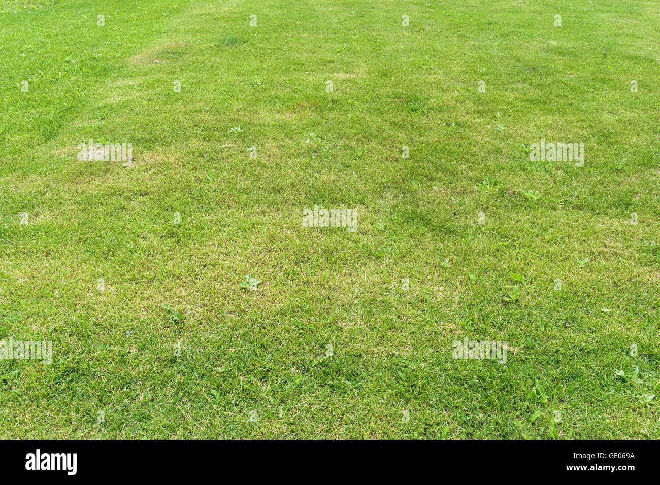 Cropped lawn with green grass Stock Photo - Alamy