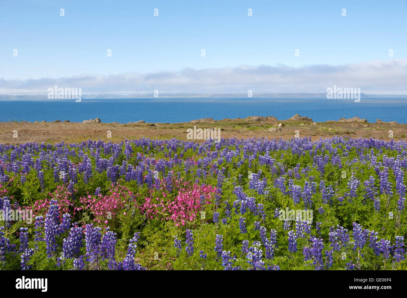 geography / travel, Iceland, Flowers on the Vatnsnes peninsula in ...