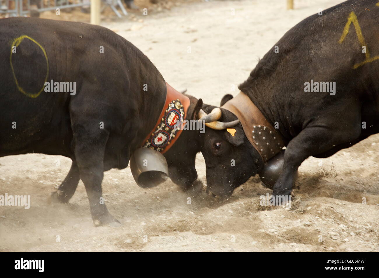 geography / travel, France, Cows fighting in Argentiere village ...