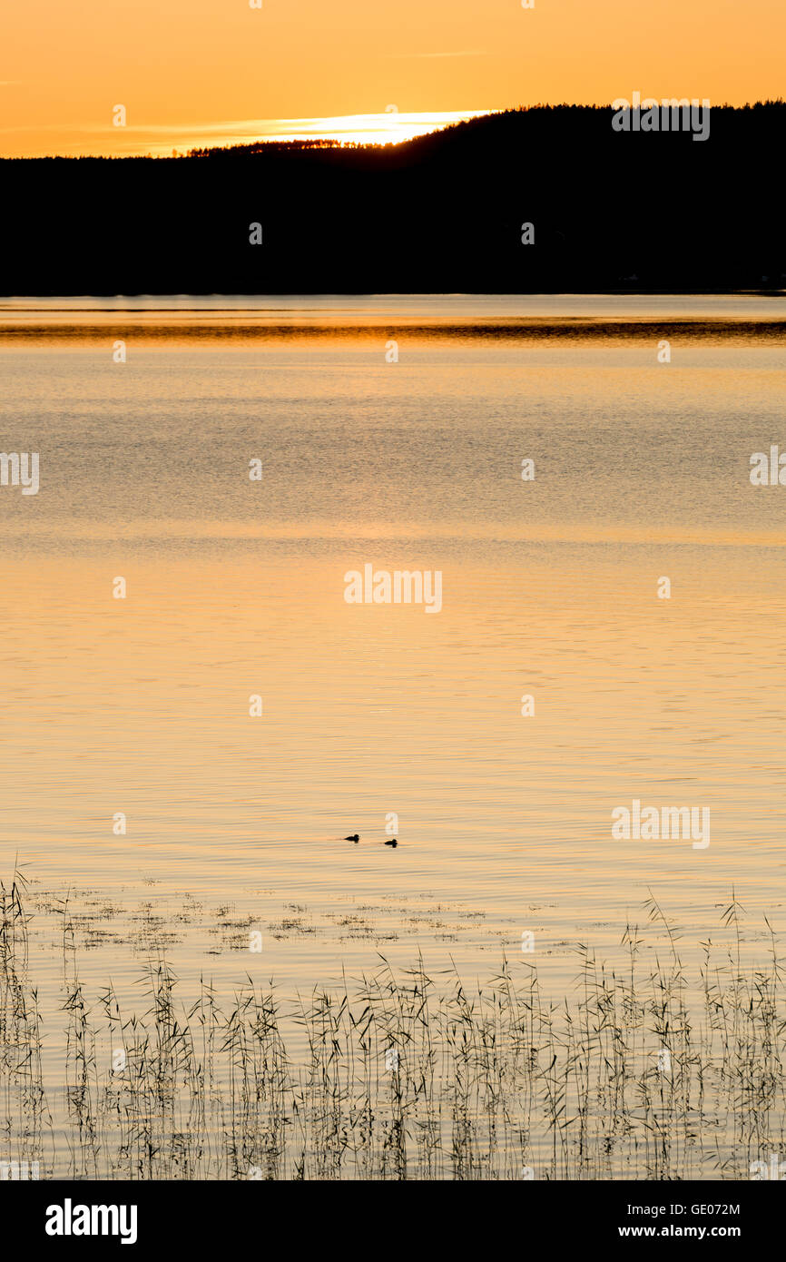 Birds in Lake with Sunset and mountain Stock Photo - Alamy