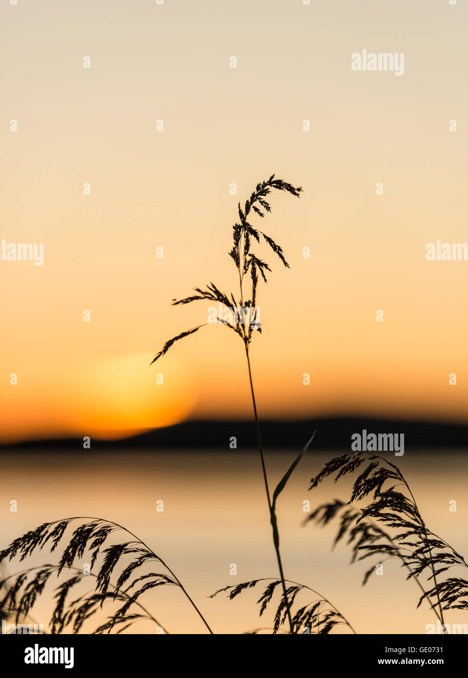Straw of Grass with Sunset behind it Stock Photo - Alamy