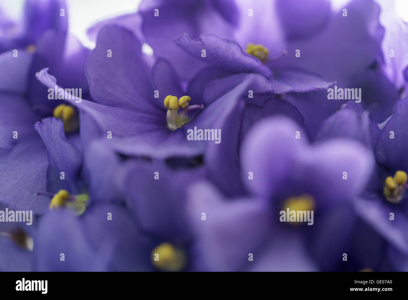 close up photo of beautiful violet viola flower Stock Photo - Alamy
