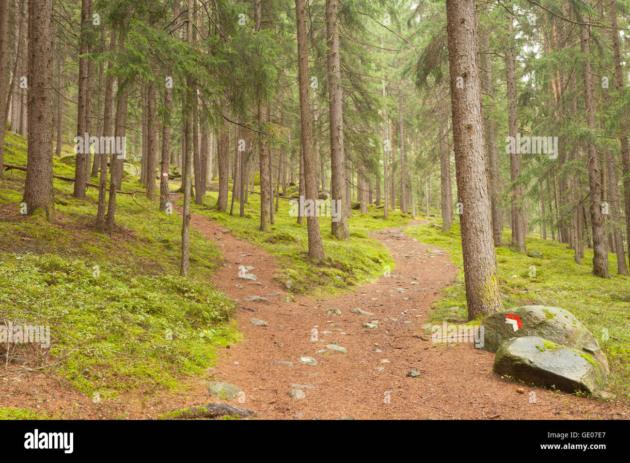 A single alpine path splits in two different directions. It's an ...