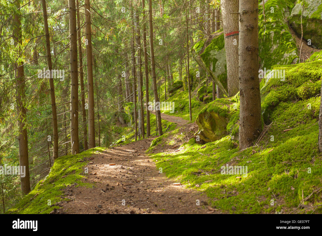 walking into the forest long a path in a cloudy day. No people around ...