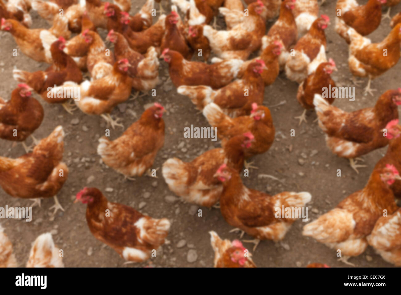 red chickens in the farm (blurred background Stock Photo - Alamy
