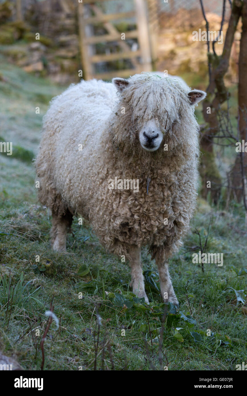 Cotswold Lion breed of sheep, Cotswolds, Gloucestershire, England ...