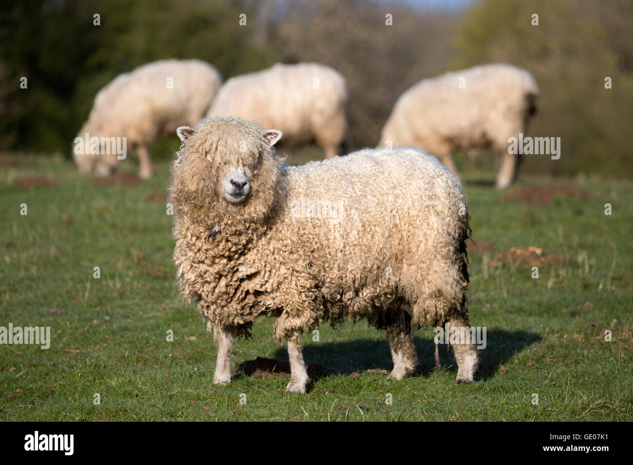Sheep wool curly hi-res stock photography and images - Alamy