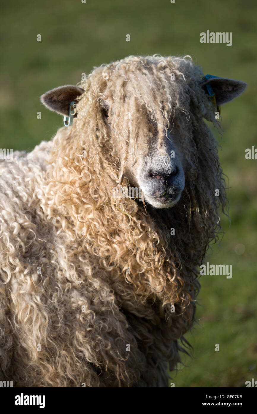 Cotswold Lion breed of sheep, Cotswolds, Gloucestershire, England ...