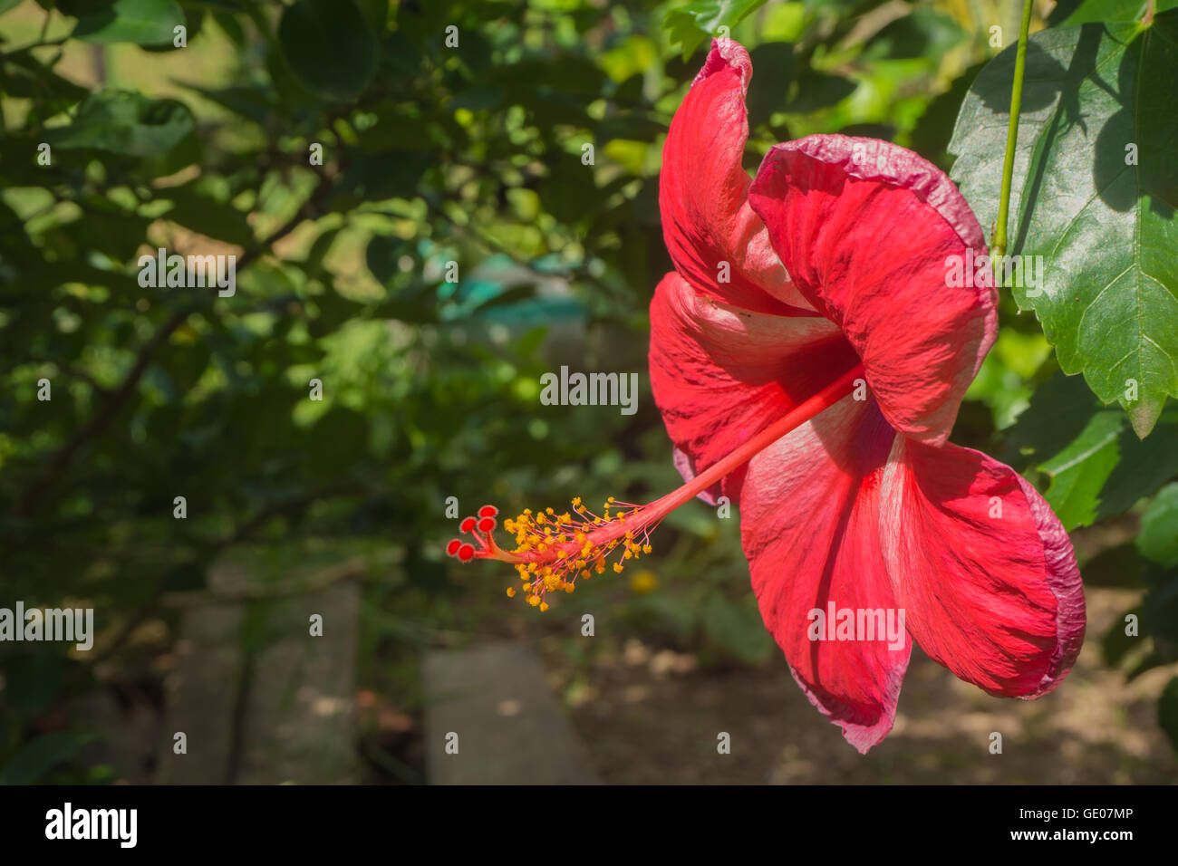 Red chaba chinese rose hi-res stock photography and images - Alamy