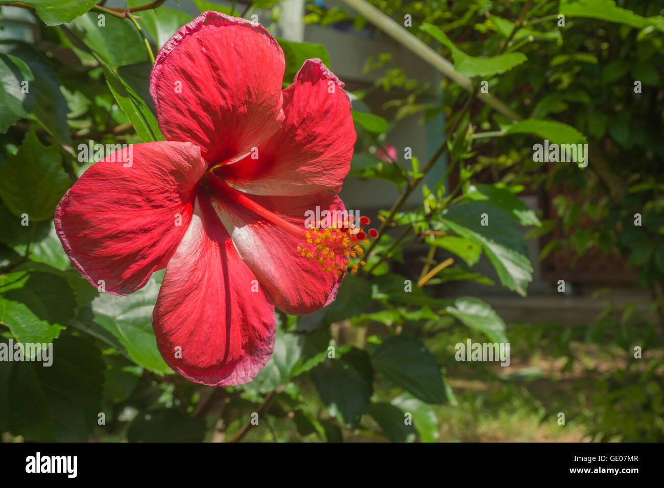 Red chaba chinese rose hi-res stock photography and images - Alamy