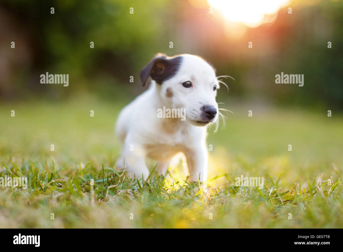 Little Jack Russell Terrier kid in sunset, outdoor Stock Photo - Alamy