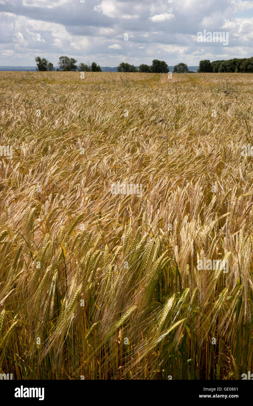 Field of Barley, Warwickshire, England, United Kingdom, Europe Stock ...