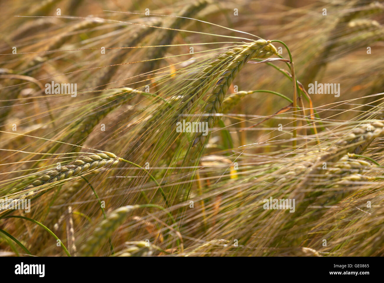 Barley, Warwickshire, England, United Kingdom, Europe Stock Photo - Alamy