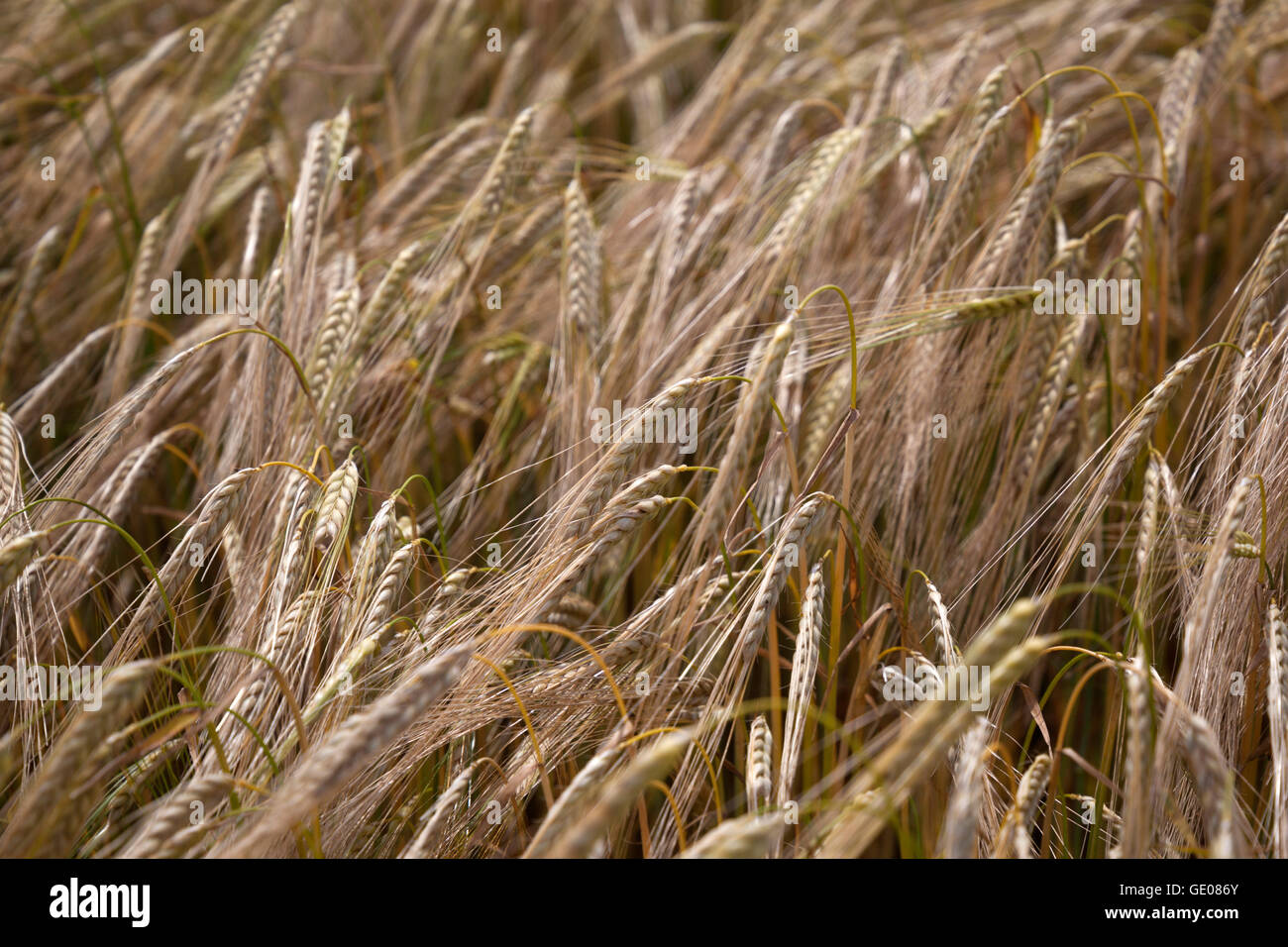 Barley, Warwickshire, England, United Kingdom, Europe Stock Photo - Alamy