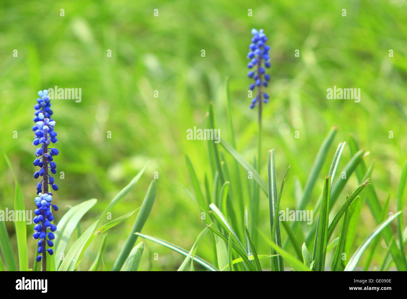 beautiful bush of blue flowers of muscari Stock Photo - Alamy