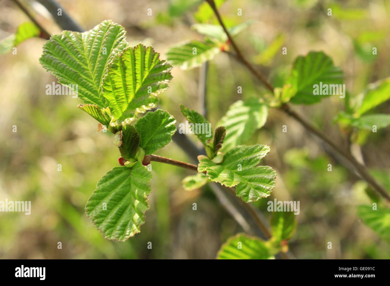 branch of young leaves of alder in the spring Stock Photo - Alamy