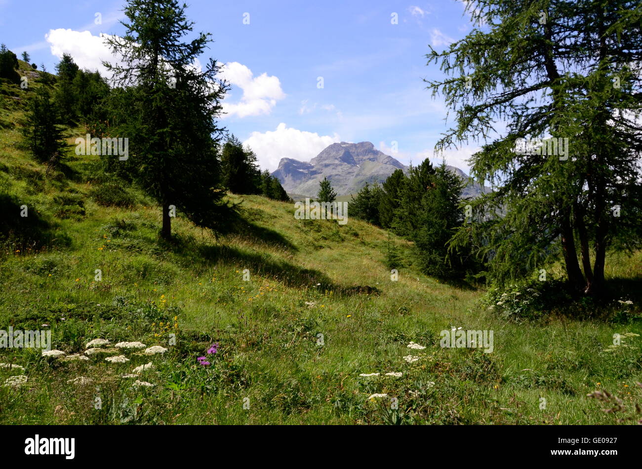 geography / travel, Switzerland, Engadine, mountain meadow above of ...