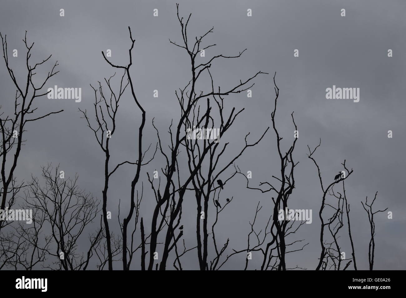 Destroying nature hi-res stock photography and images - Alamy
