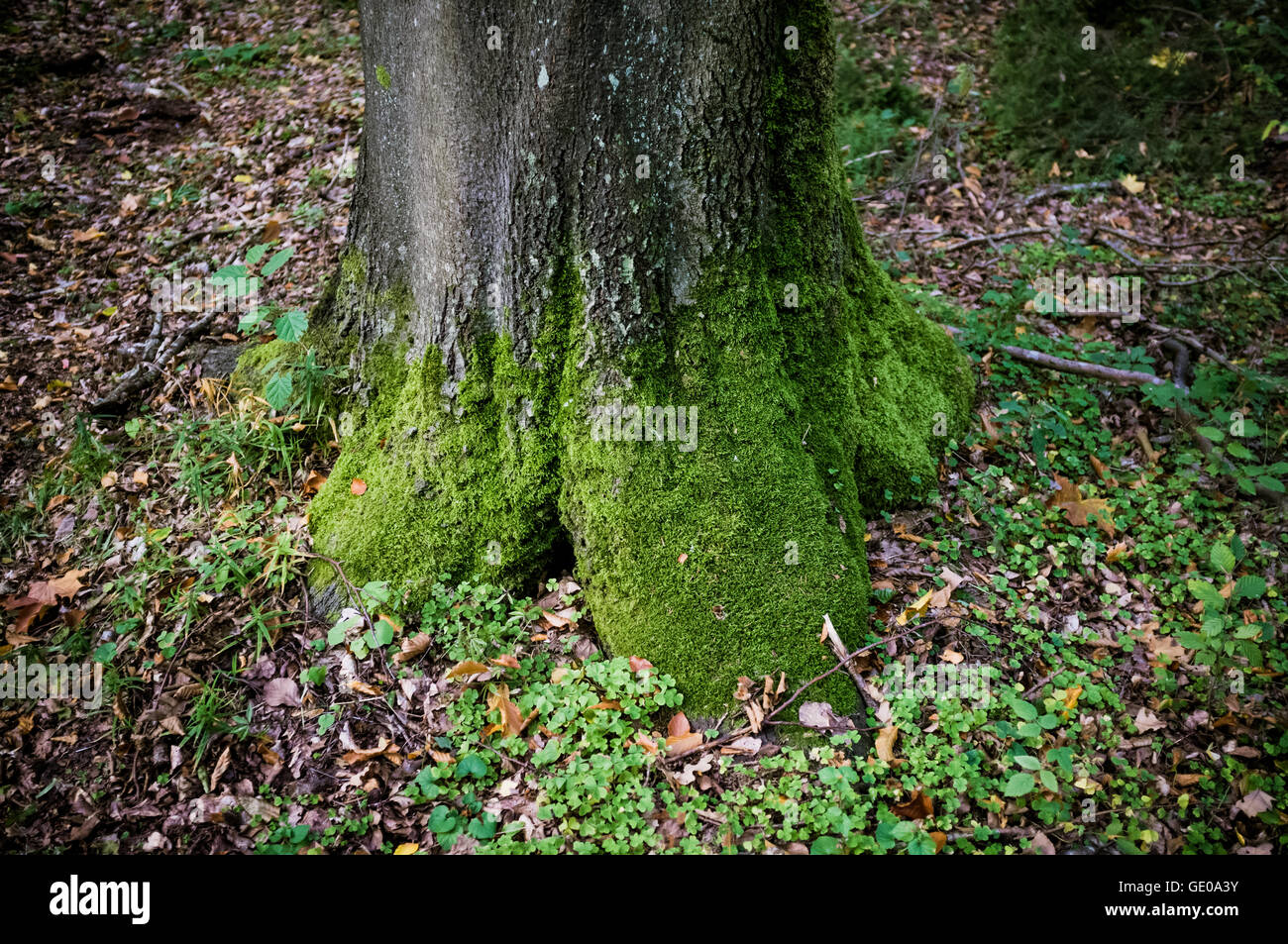 Old alder tree hi-res stock photography and images - Alamy