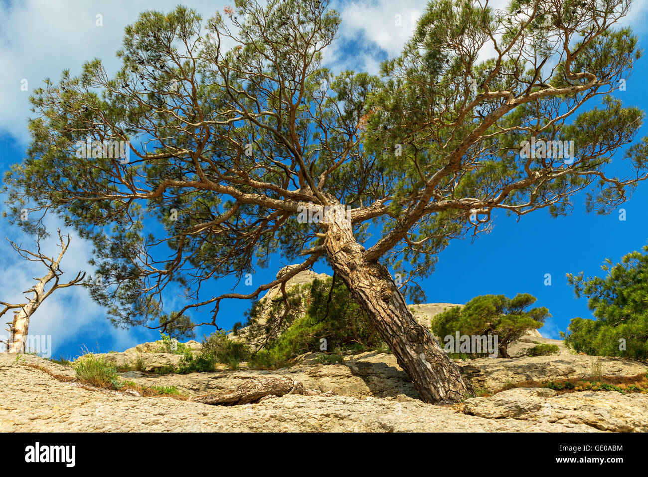 Koba Tree High Resolution Stock Photography and Images - Alamy