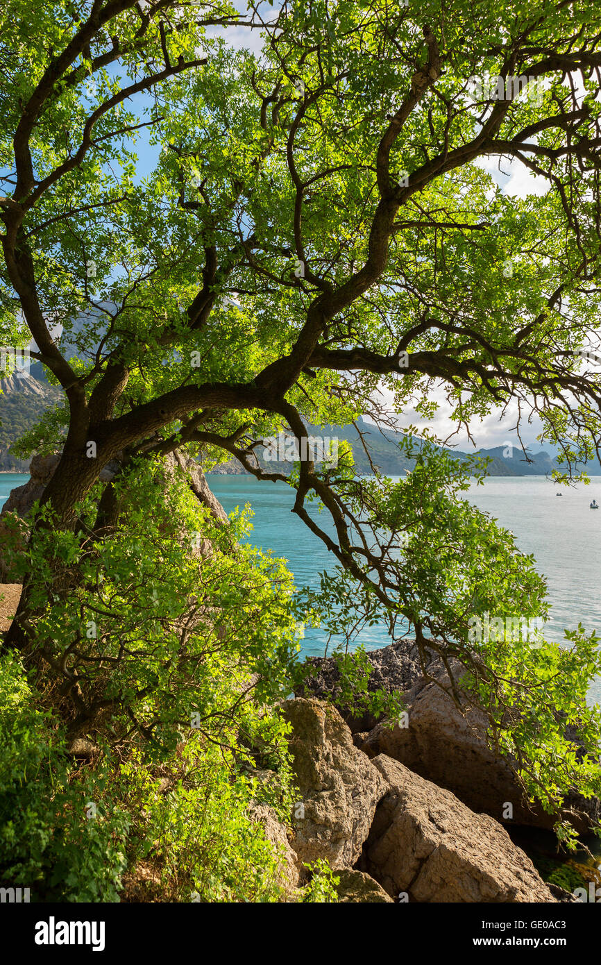 Koba Tree High Resolution Stock Photography and Images - Alamy