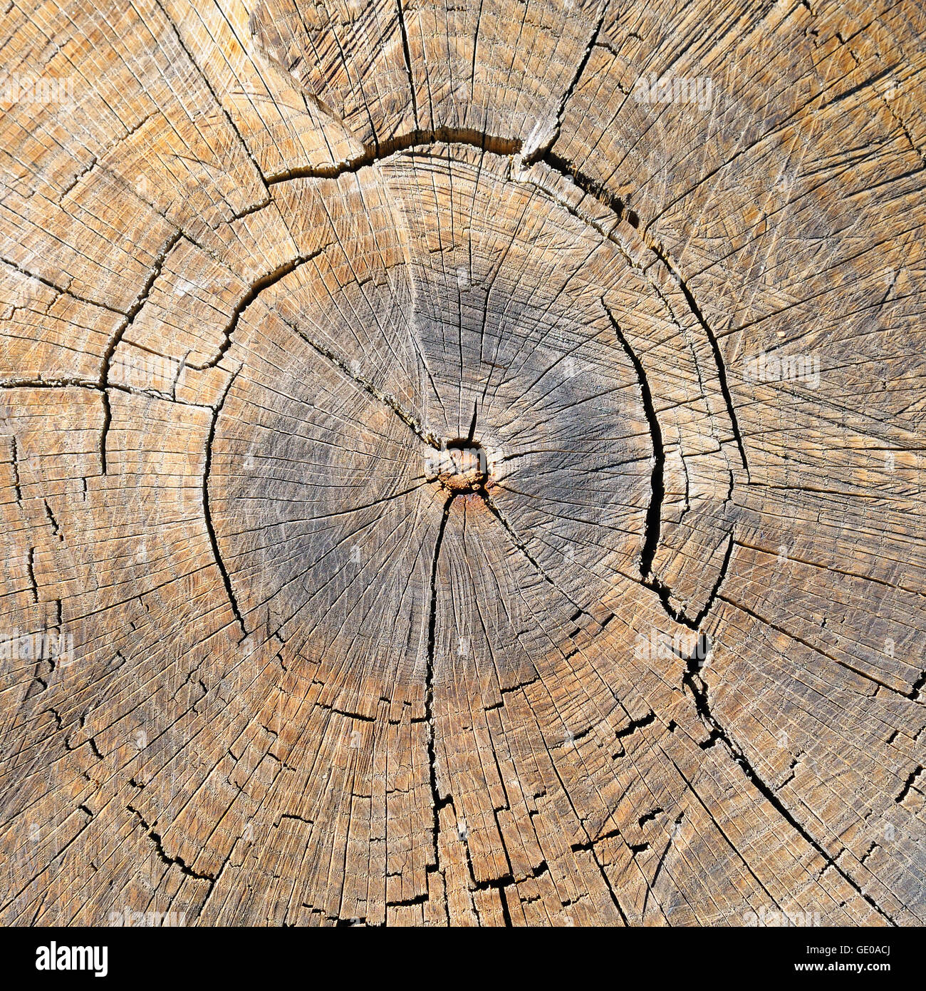 texture of the oak stump, background top view Stock Photo - Alamy