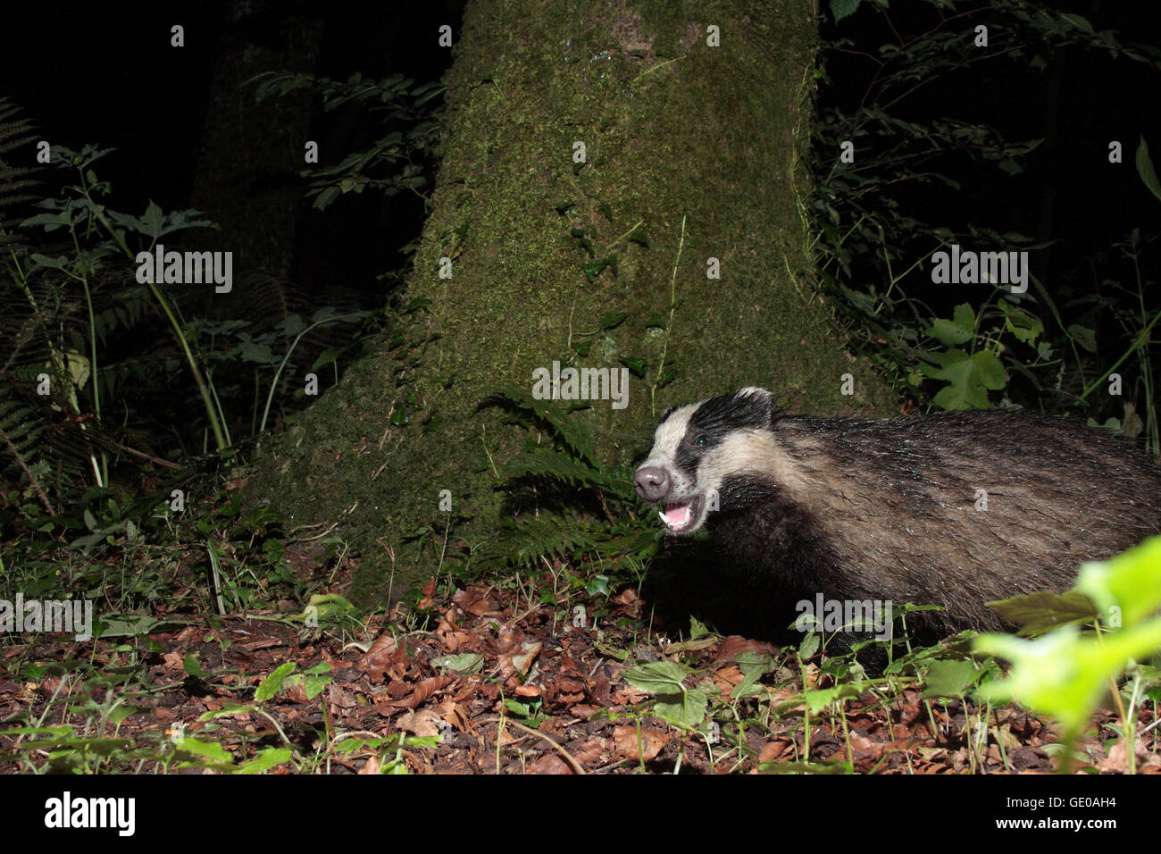 Badger Running High Resolution Stock Photography and Images - Alamy