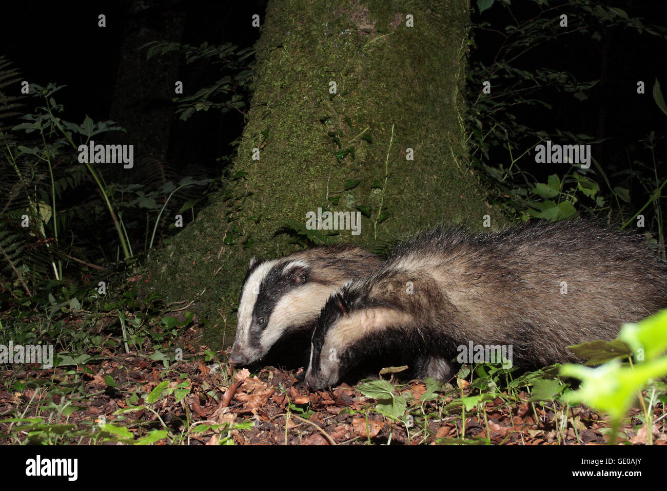 Badger cub mother hi-res stock photography and images - Alamy