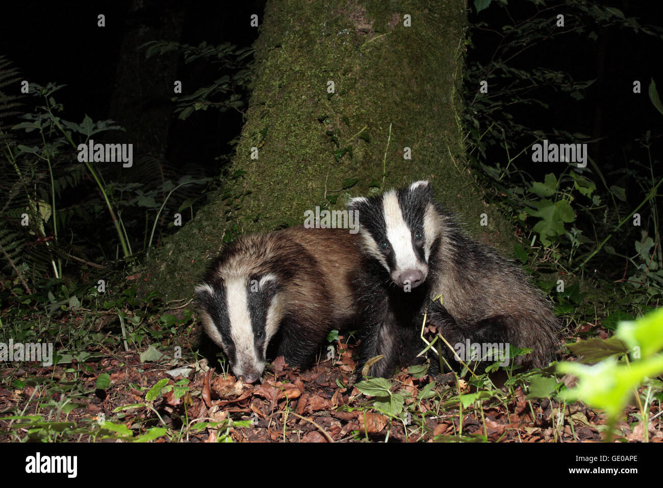 Badger cub mother hi-res stock photography and images - Alamy