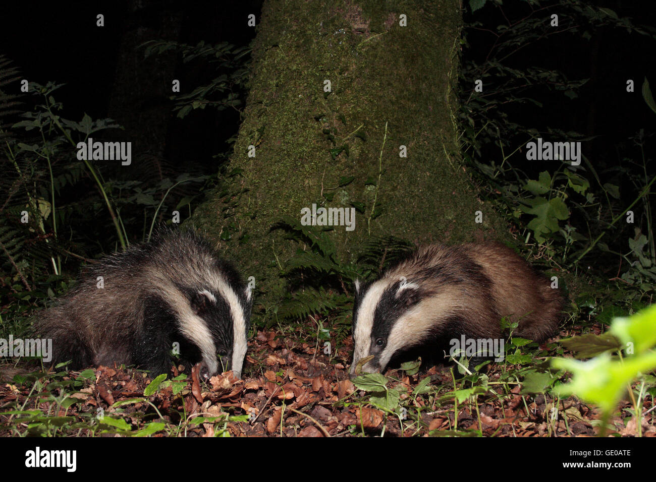 Badger running hi-res stock photography and images - Alamy