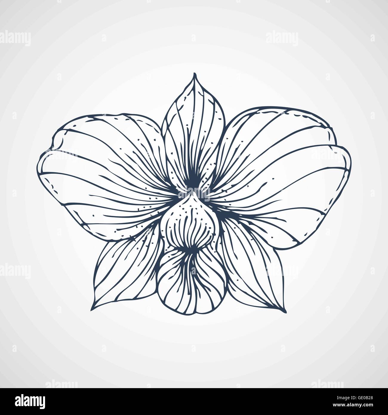 orchid Vector hand drawn Stock Vector Image & Art - Alamy