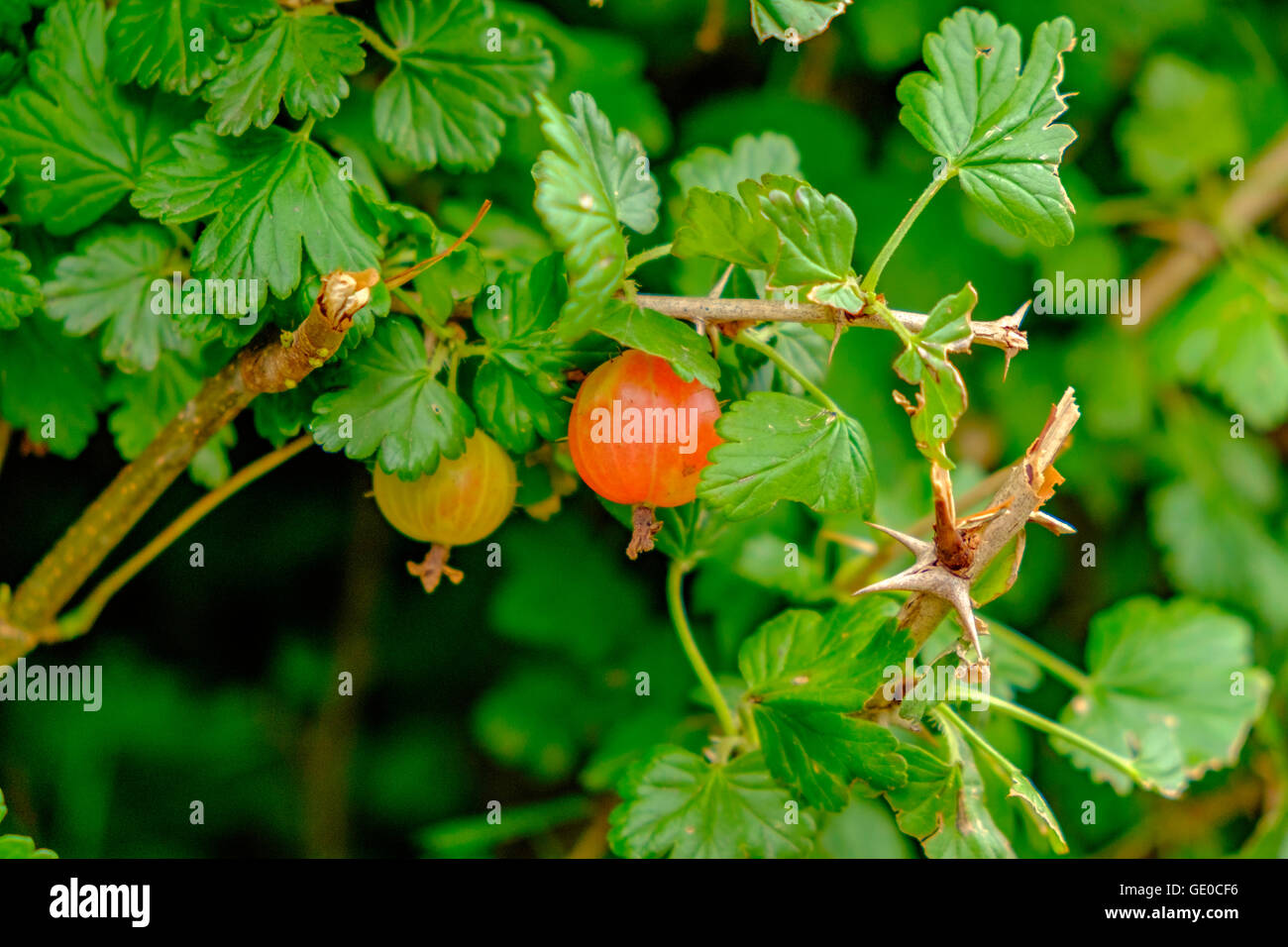 Wild Gooseberry Plant