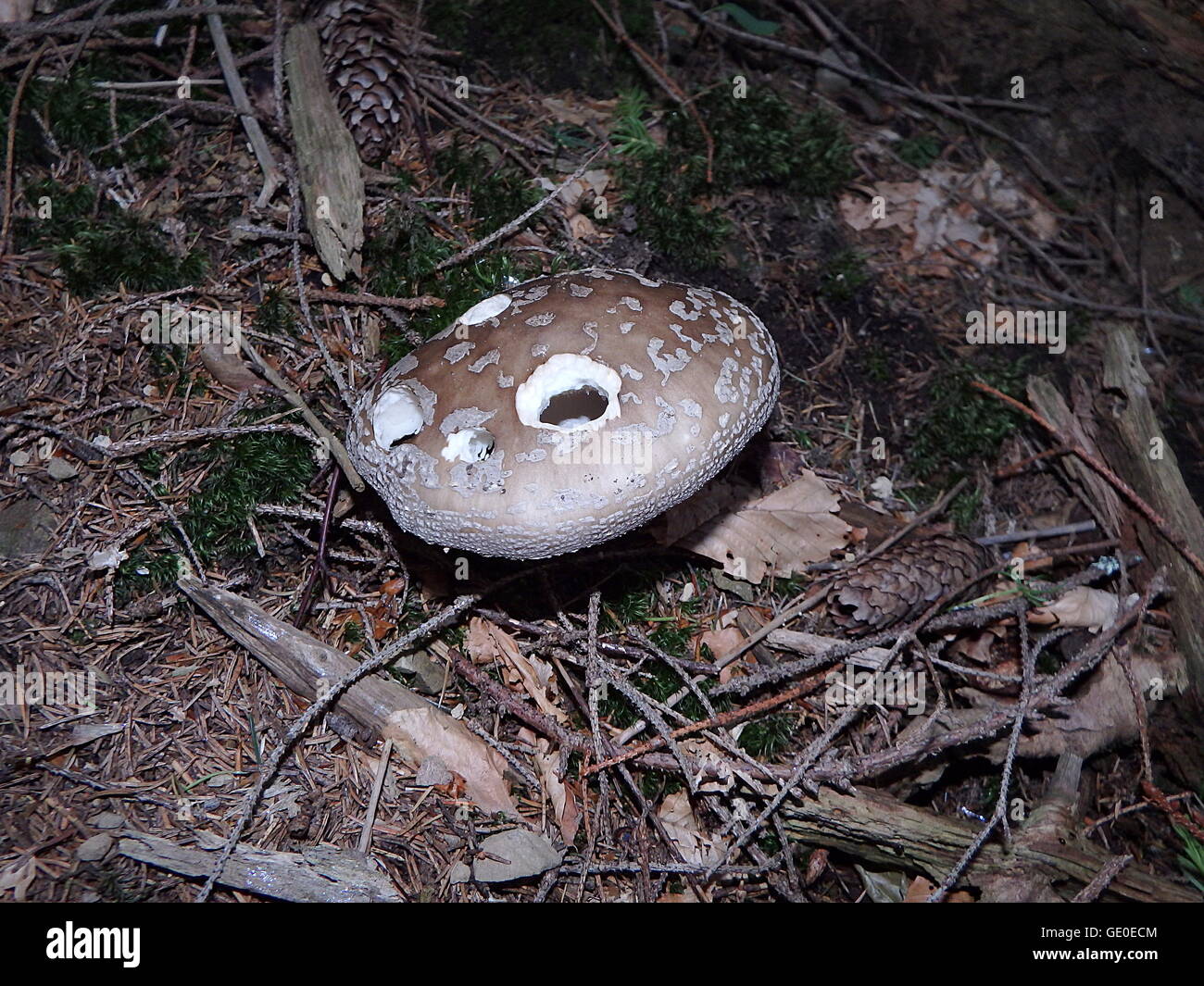 Puffball mushroom isolated hi-res stock photography and images - Alamy