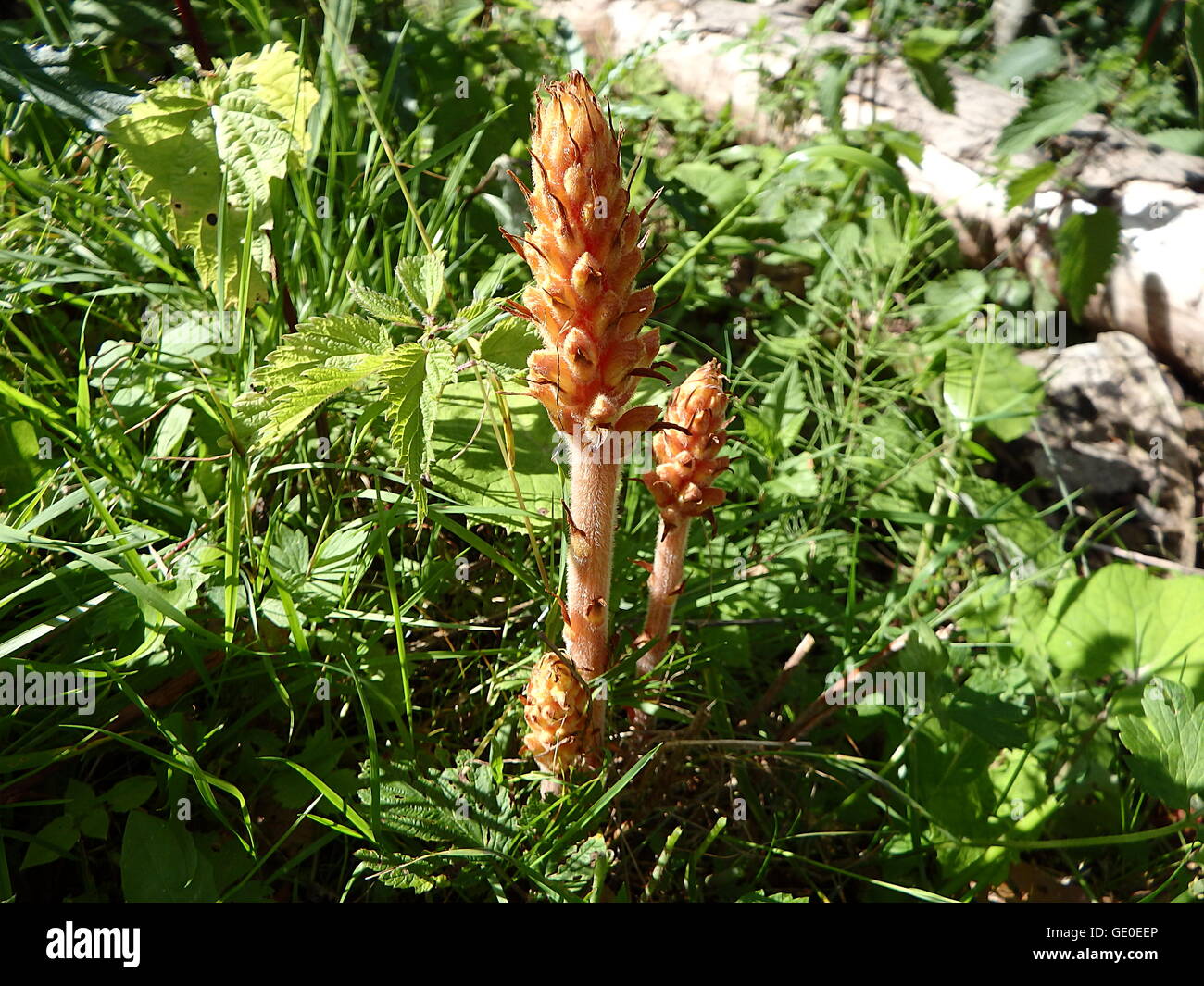Orobanche , Parasitic plant in habitat Stock Photo - Alamy