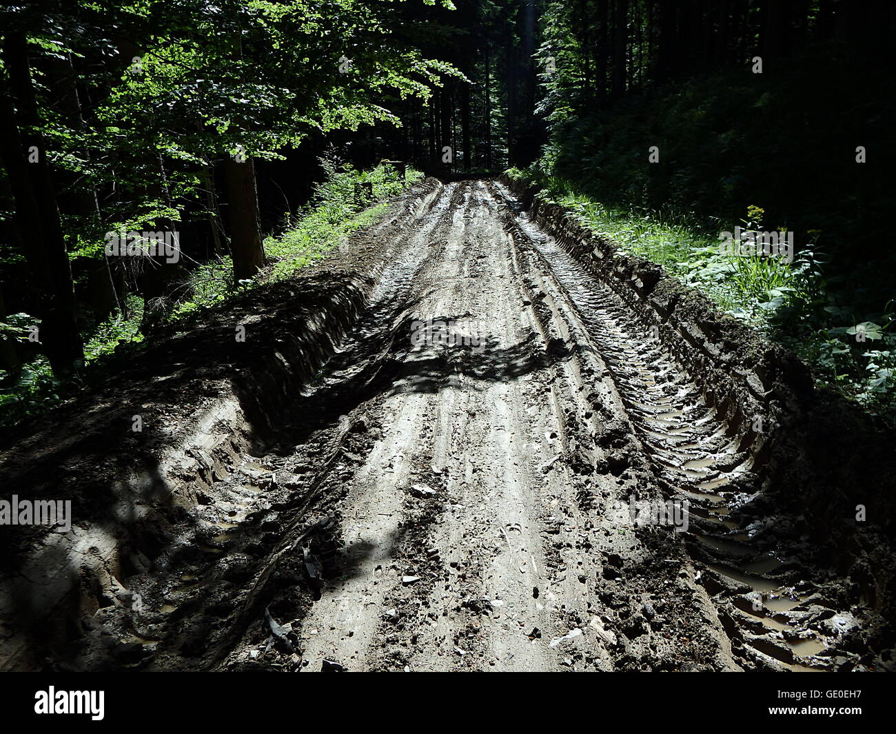 forest track, forest road, muddy forest road Stock Photo - Alamy