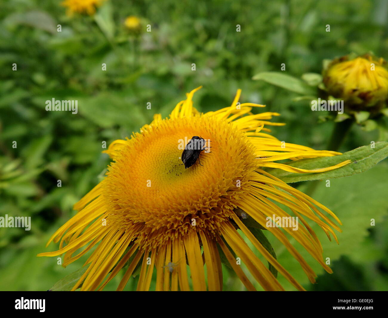 insect on a yellow flower, Elecampane (Inula helenium Stock Photo - Alamy