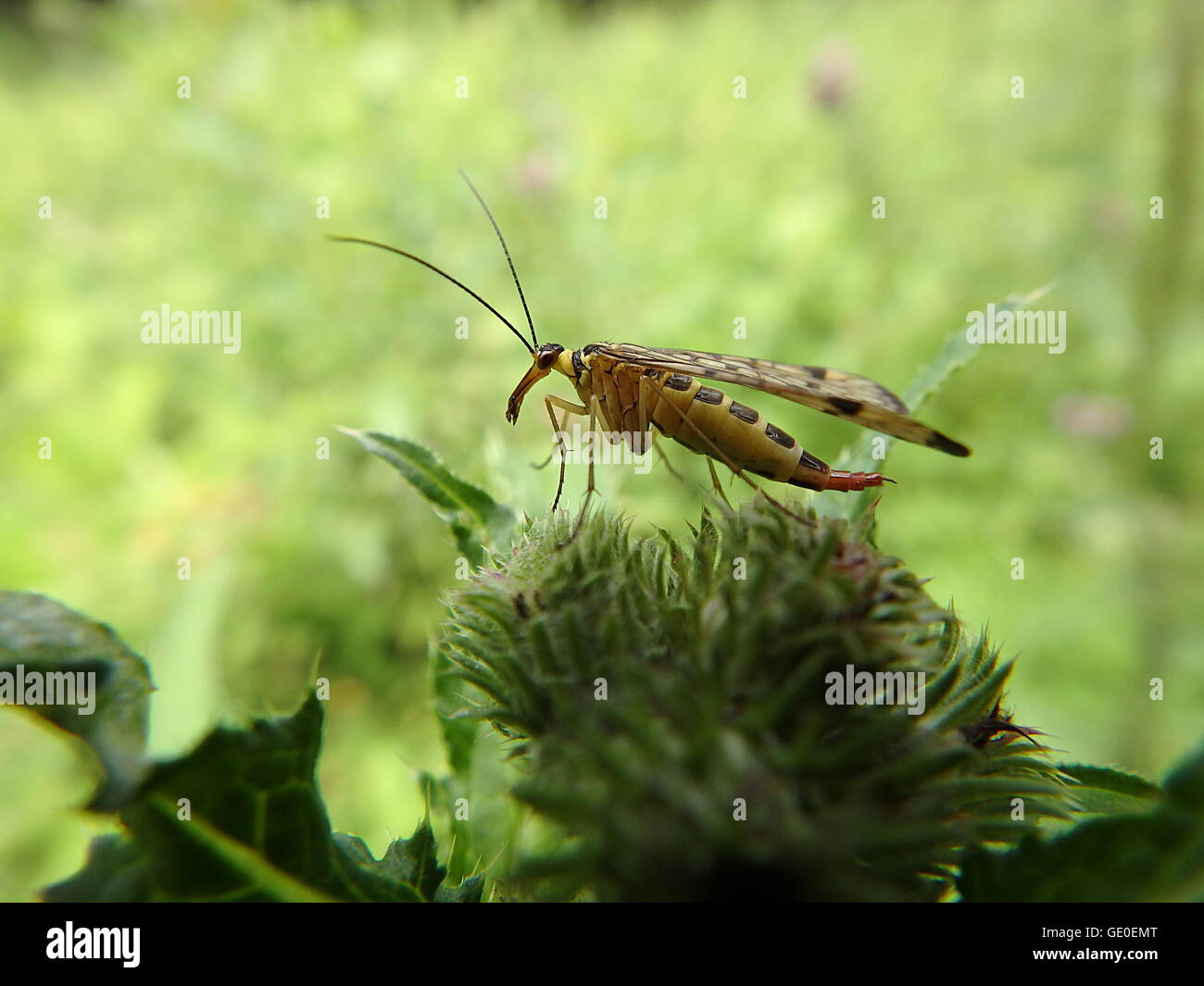 insect sitting on the grass , insect on a green background Stock Photo ...