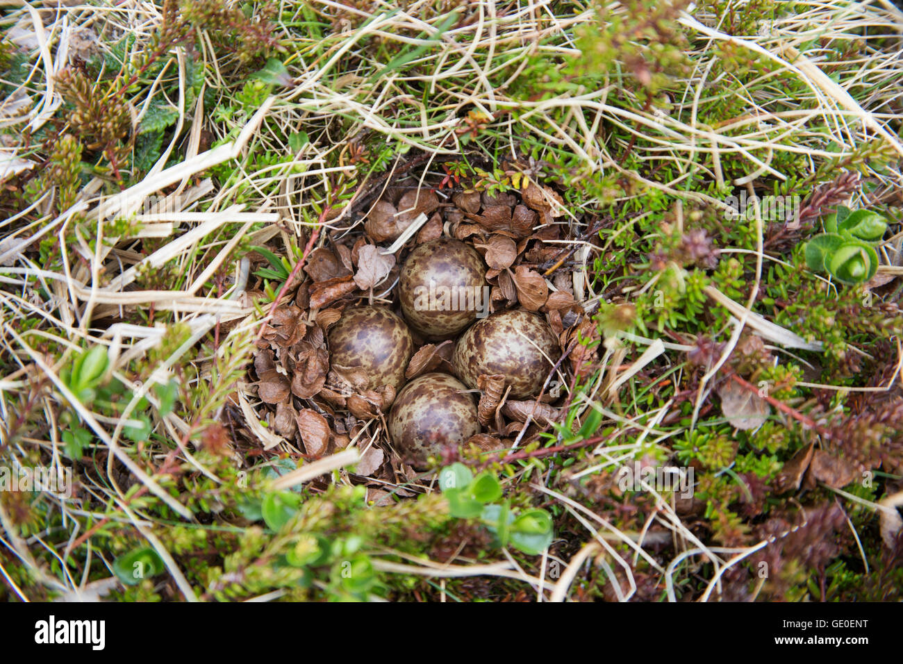 Dunlin - nest with four eggs Calidris alpina Merakkasletta Peninsular ...