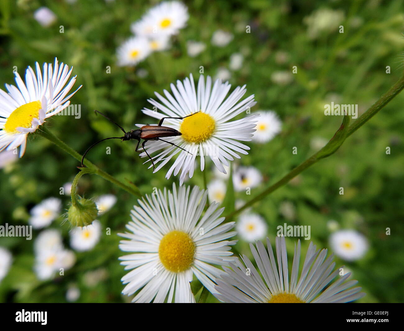 Rosalia on white flower ,beetle on white flower Stock Photo - Alamy