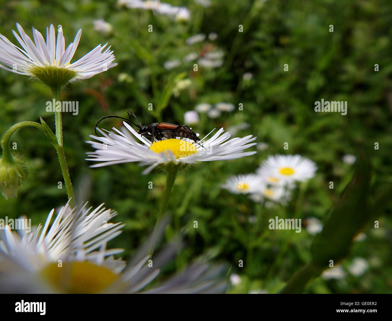 Rosalia on white flower ,beetle on white flower Stock Photo - Alamy