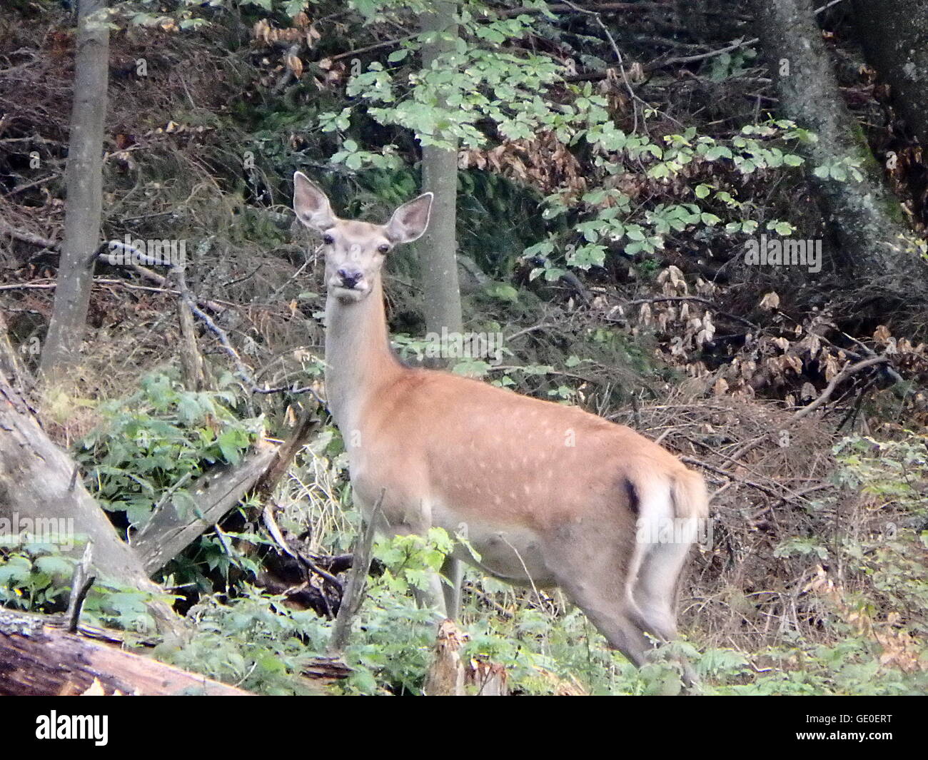 buckskin, deerskin ,deer,wild buckskin Stock Photo - Alamy
