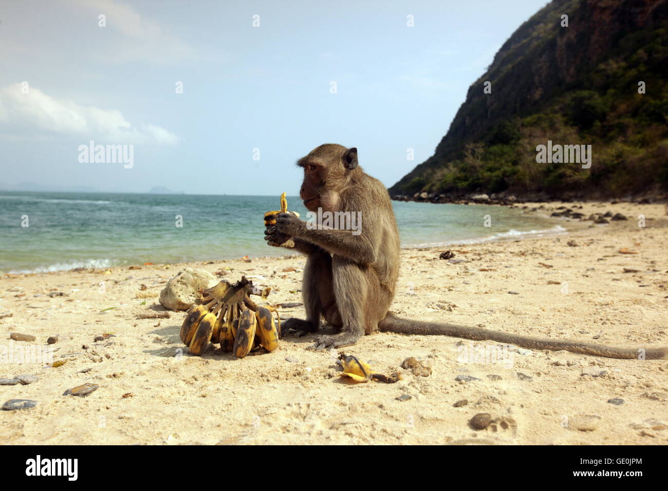 wild monkeys at a Beach at the coast of the Khao Sam Roi Yot ...