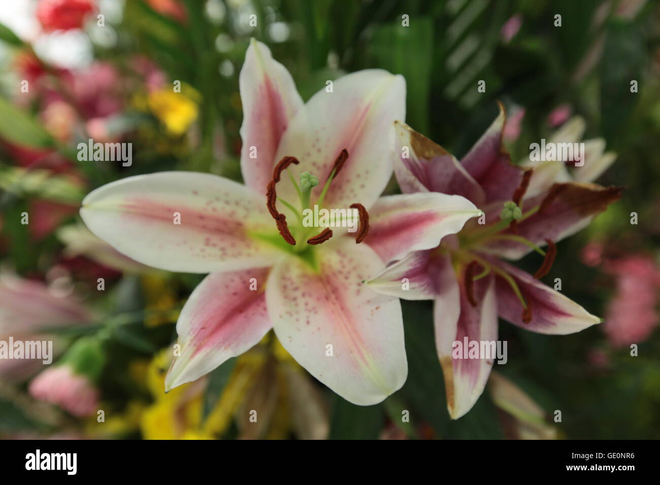 Flower of brunei hi-res stock photography and images - Alamy