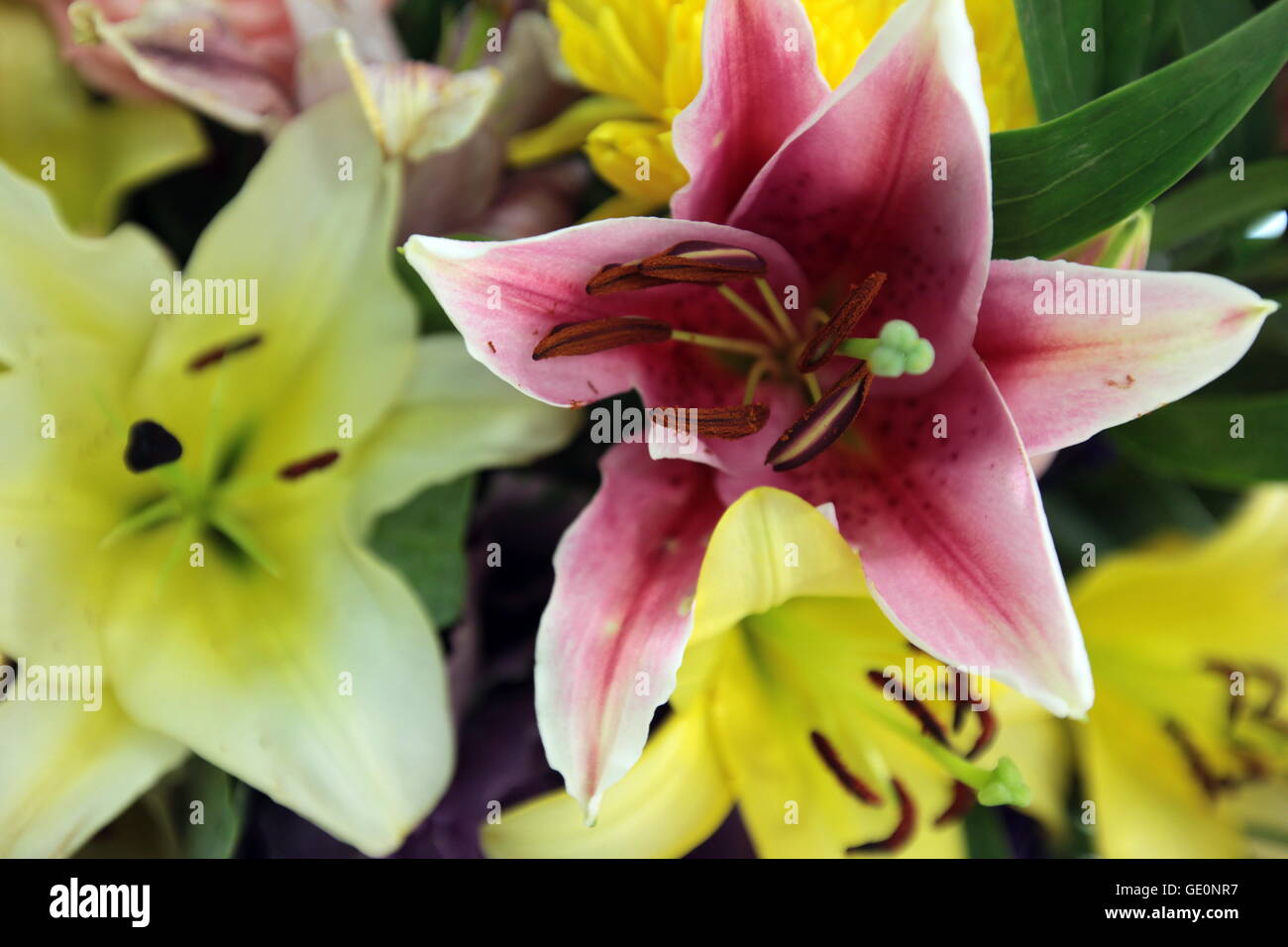 tropical flowers in the city of Bandar seri Begawan in the country of ...