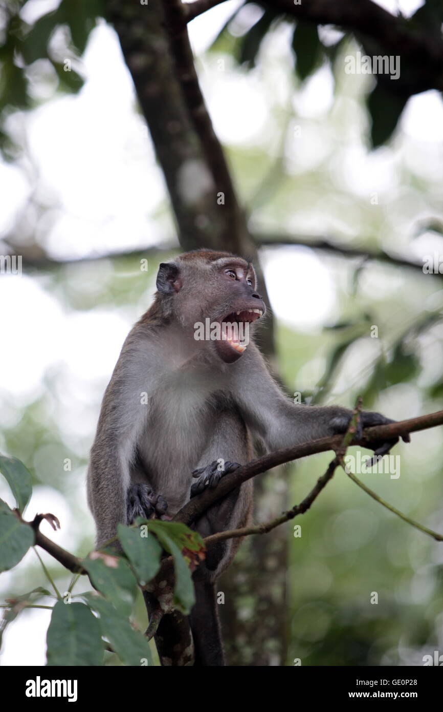 a monkey near the Market in the city of Bandar seri Begawan in the ...