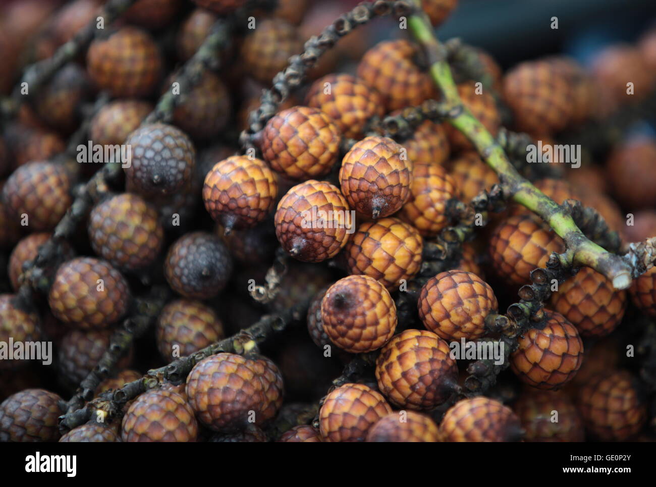 fruits at the market in the city of Bandar seri Begawan in the country ...